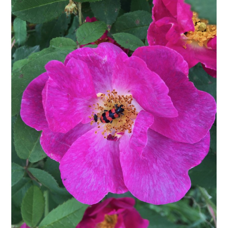 Rose de Provins