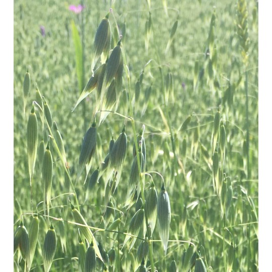 Avoine fleurie avena sativa