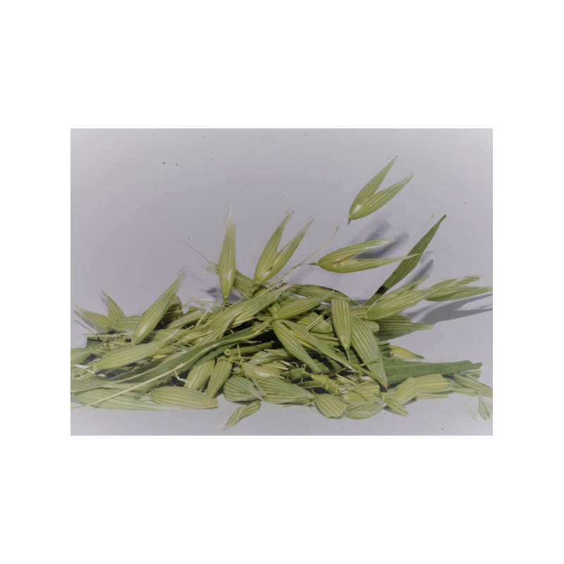 Avoine fleurie avena sativa